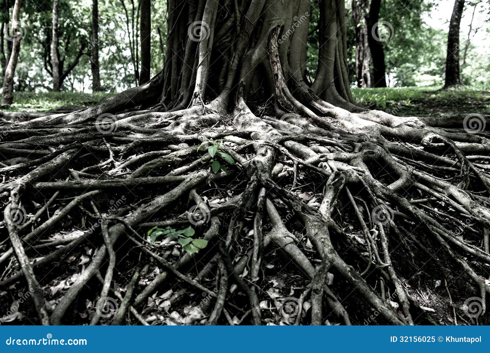 Closed Up Big Tree Roots Show Nature Concept Stock Image - Image of ...