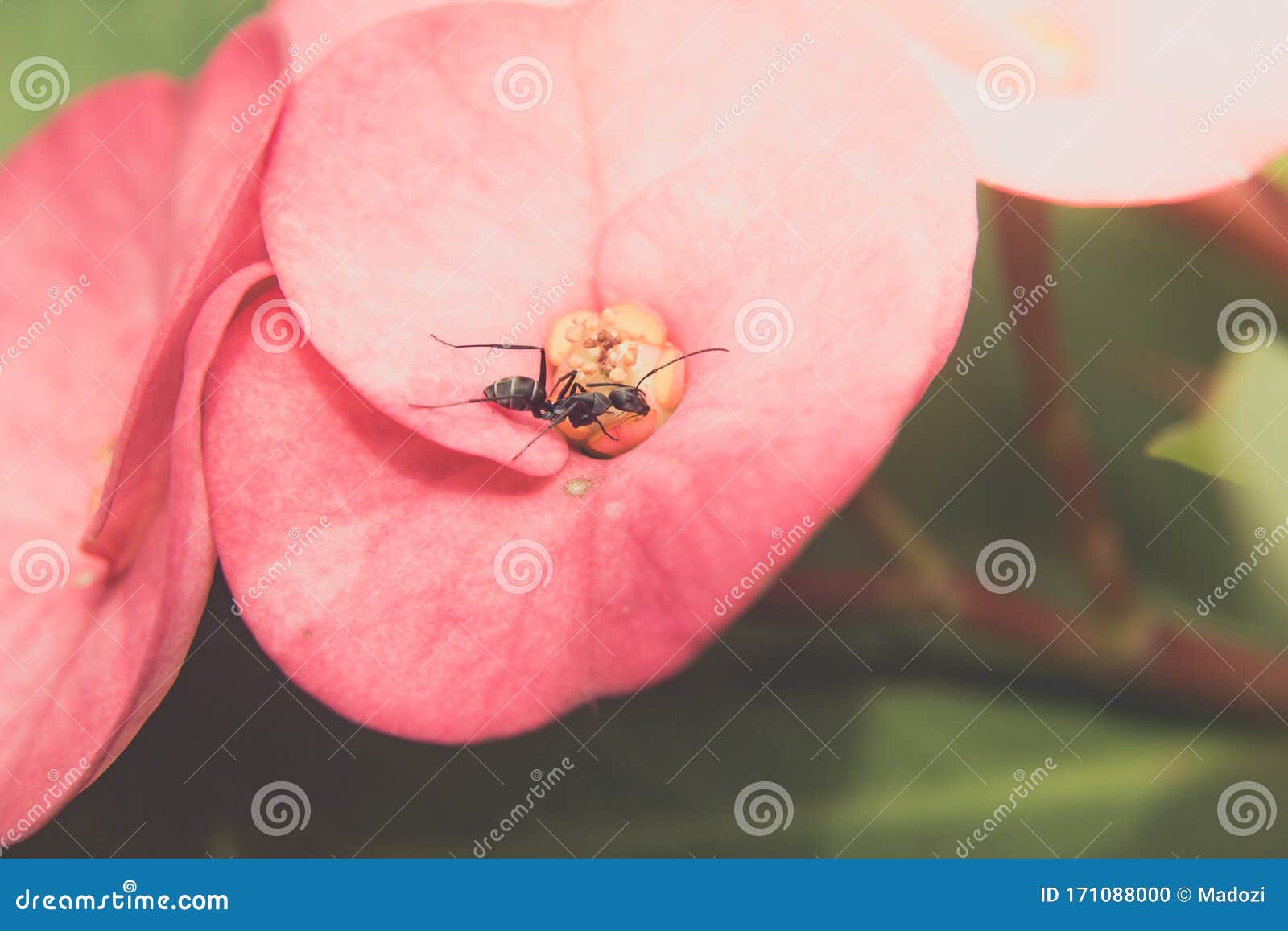 Black ant on flower stock photo. Image of eyes, animal - 171088000