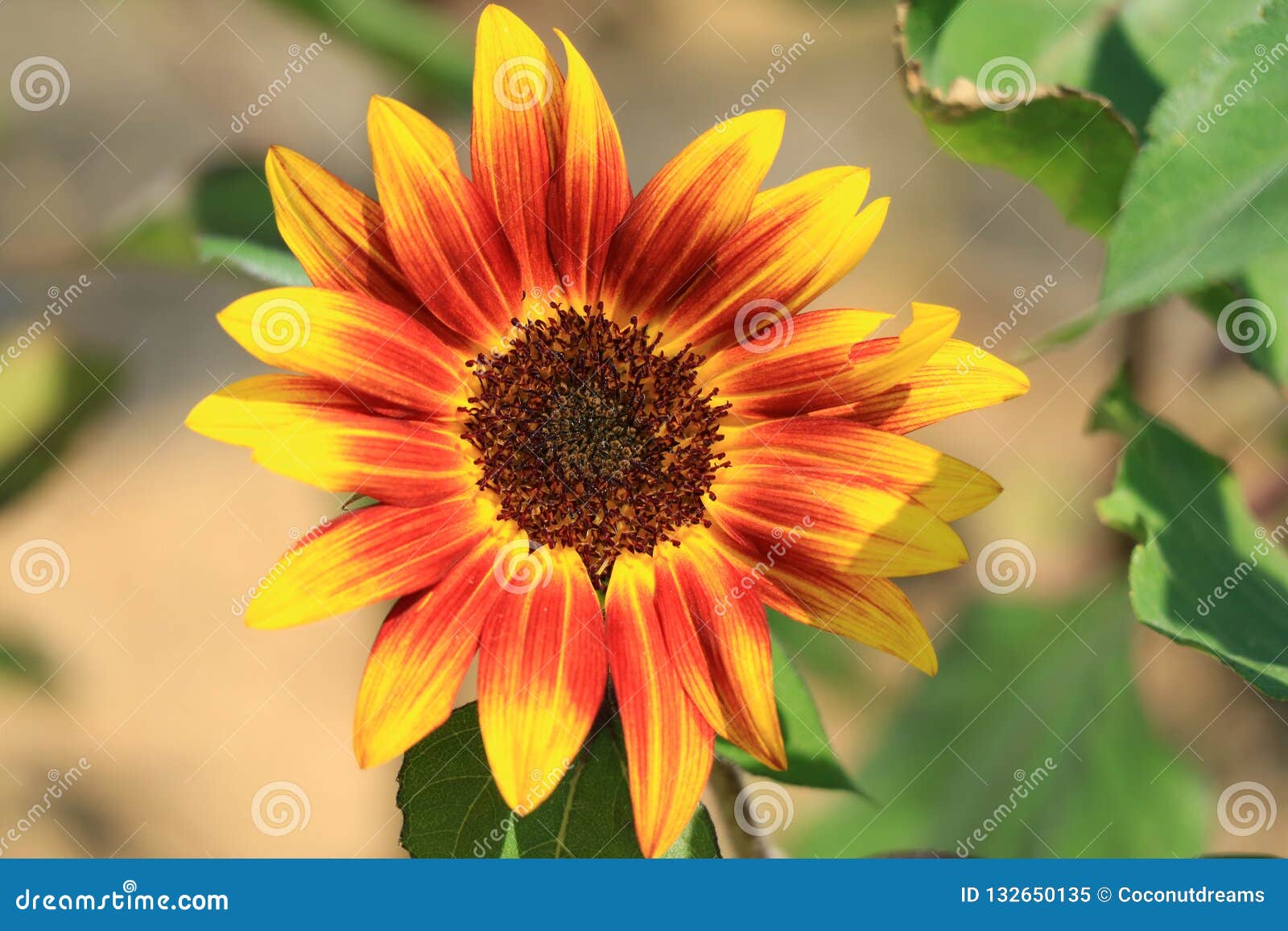 17,455 Yellow Sunflower Texture Stock Photos - Free & Royalty-Free ...