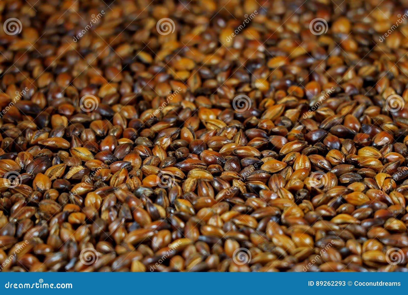 Closed Up Brown Color Roasted Barley for Brewing Tea Stock Image ...