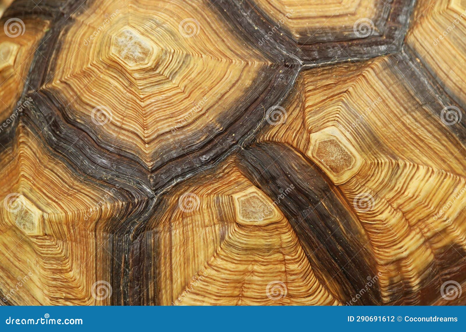 Tortoise Texture Stock Photography | CartoonDealer.com #4787702