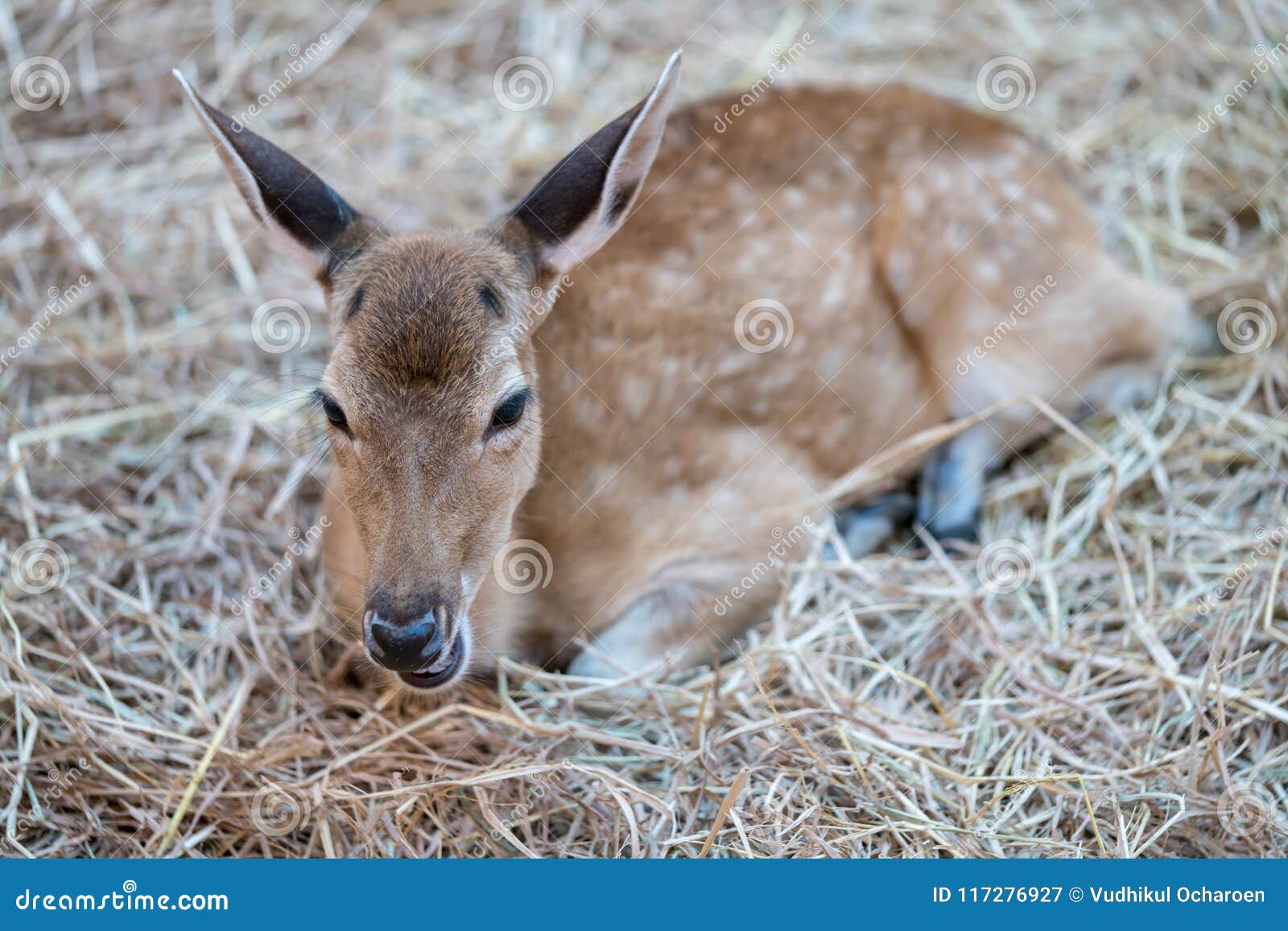 Closed Up Deer Lying on Dried Hay. Stock Image - Image of brown, nose ...