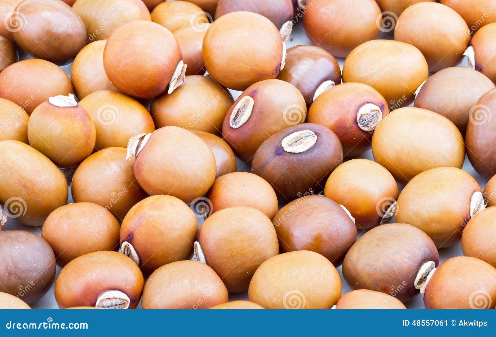 Closed Up Dried Winged Bean Seed Stock Image - Image of beanstalk ...