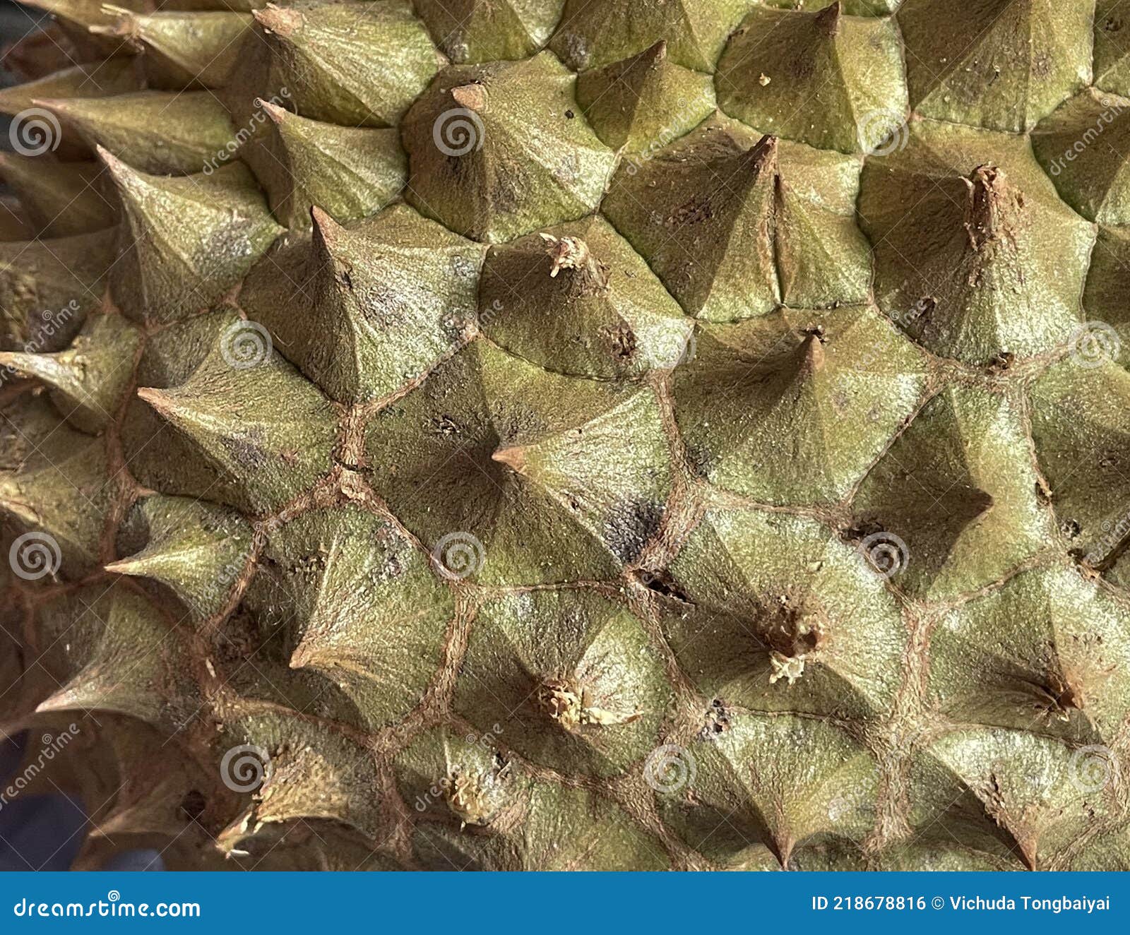 Durian With Timber On Beach. Stock Photo | CartoonDealer.com #73069254