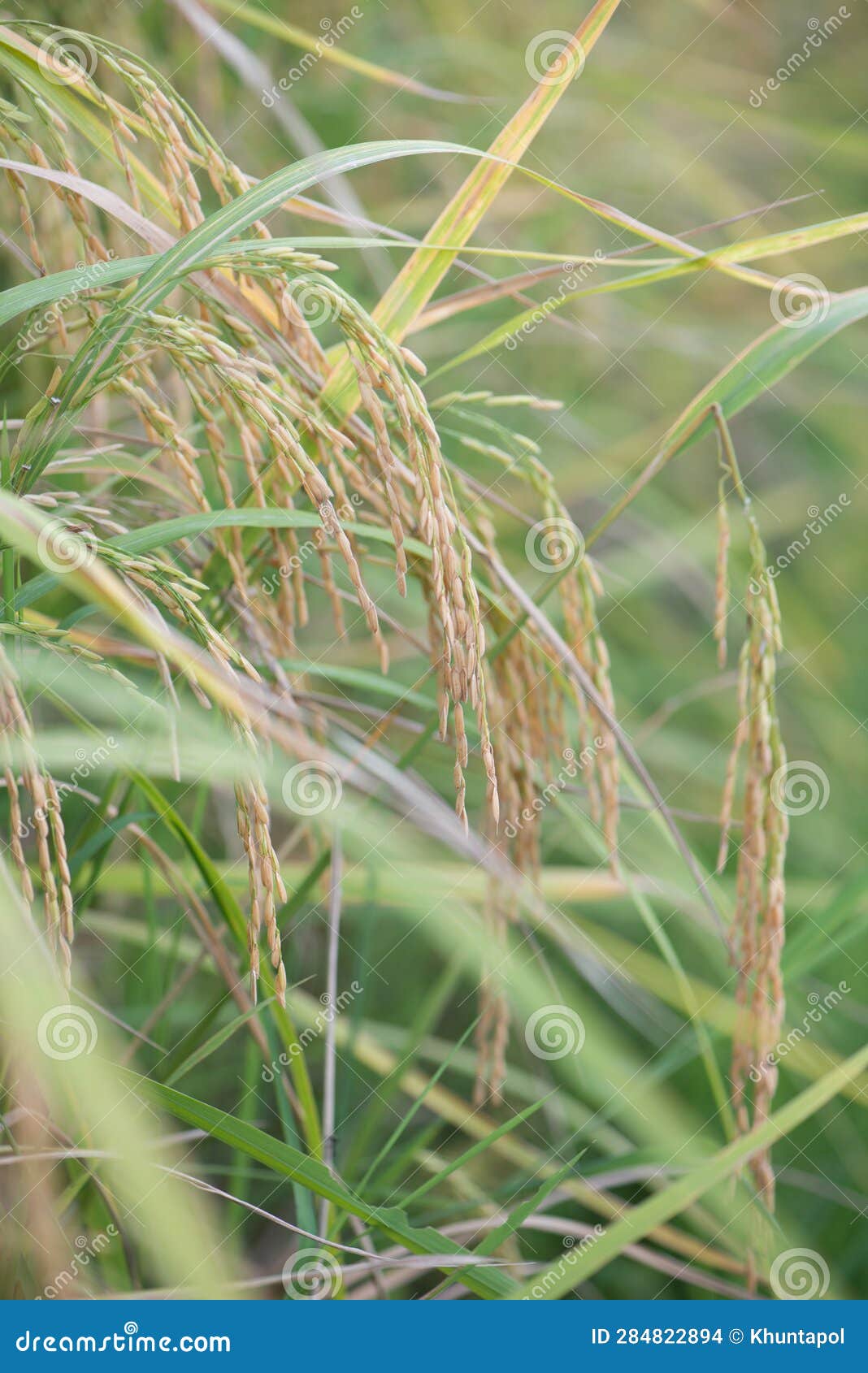 Closed Up Ear of Rice in the Field.Beautiful Golden Rice Field and Ear ...
