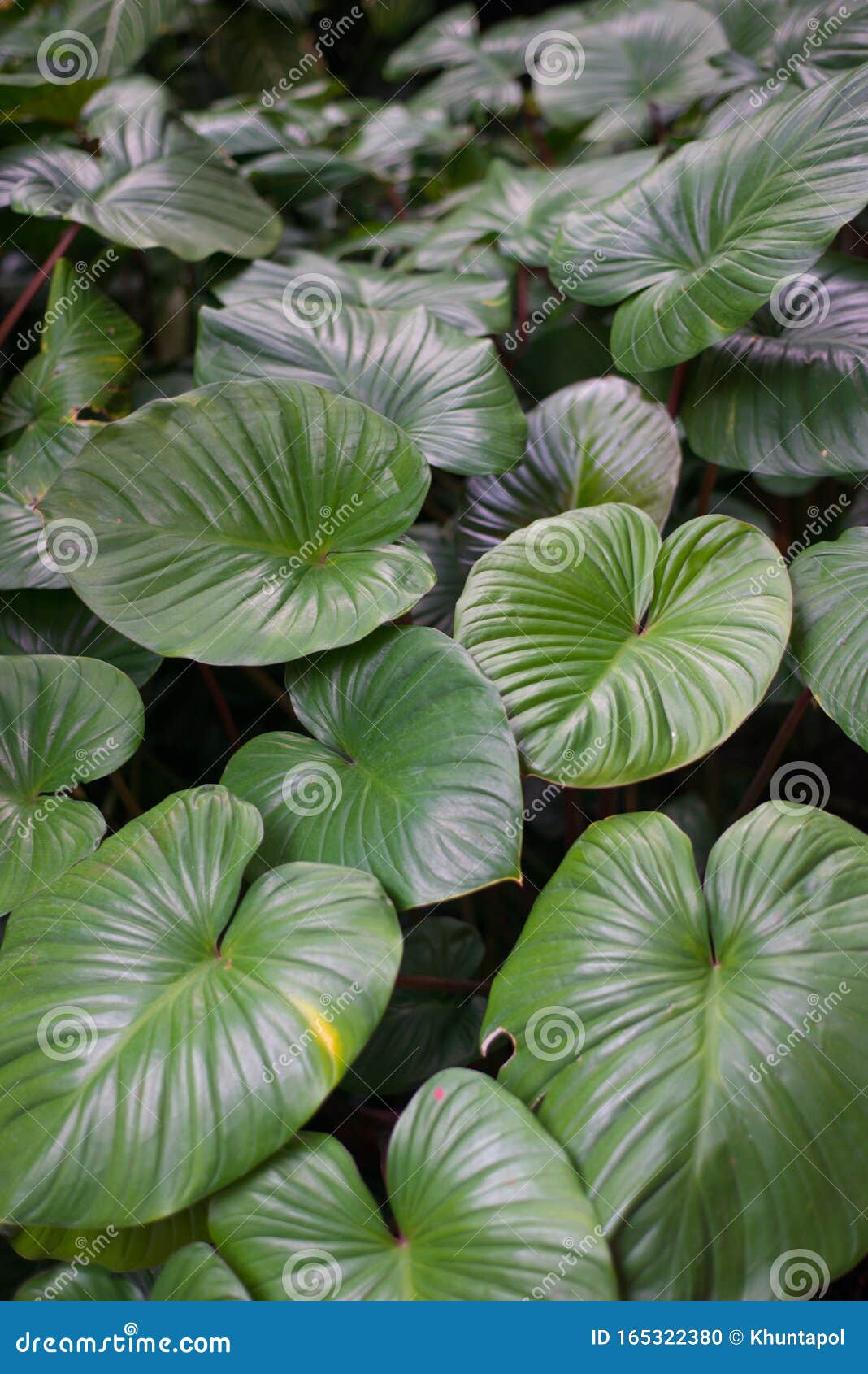 Closed Up Elephant Ear Leaves Stock Photo - Image of environment, fern ...