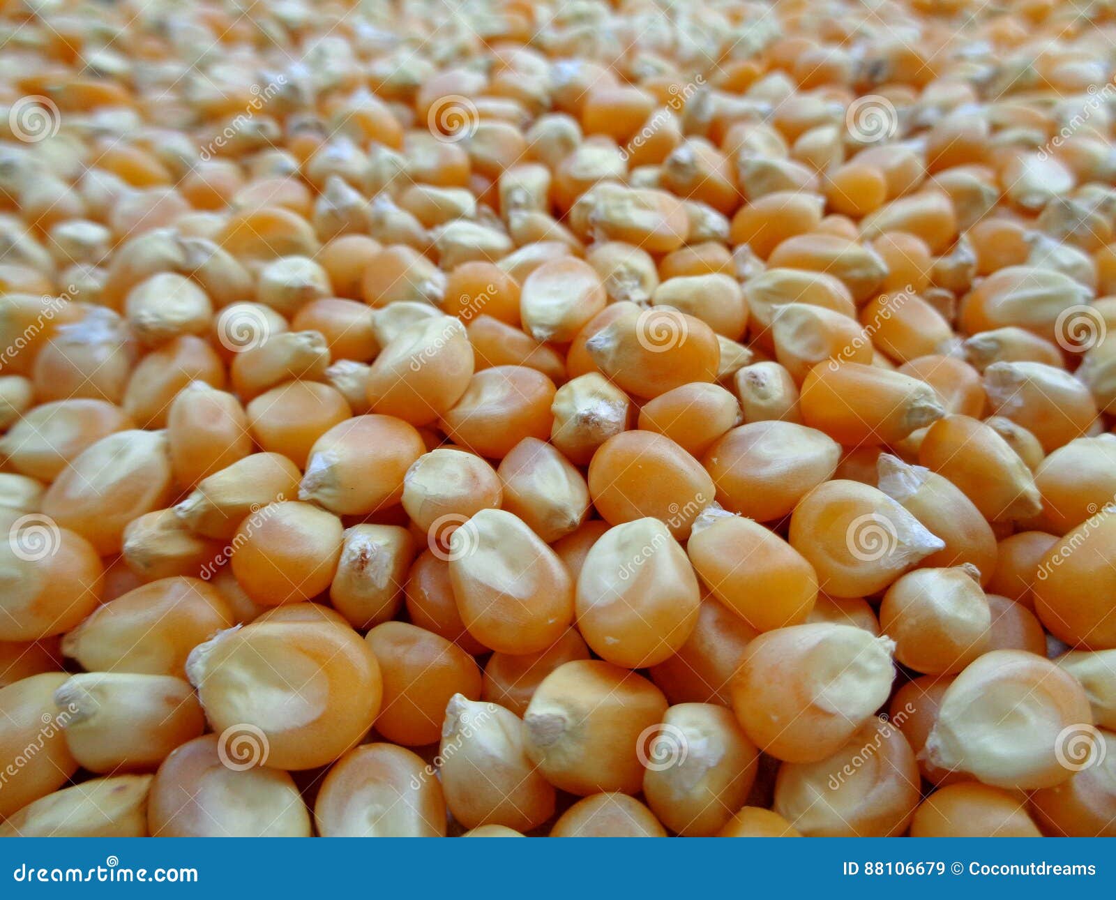 Closed Up Golden Unpopped Corn Kernels Texture Stock Image - Image of ...