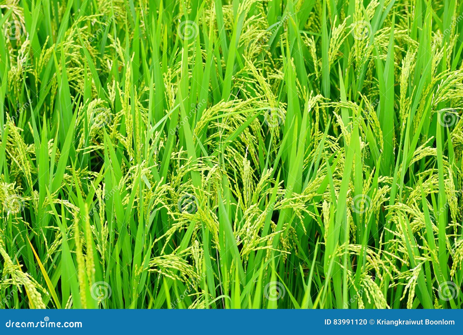Closed Up of Green Color Rice Field. Stock Photo - Image of autumn ...