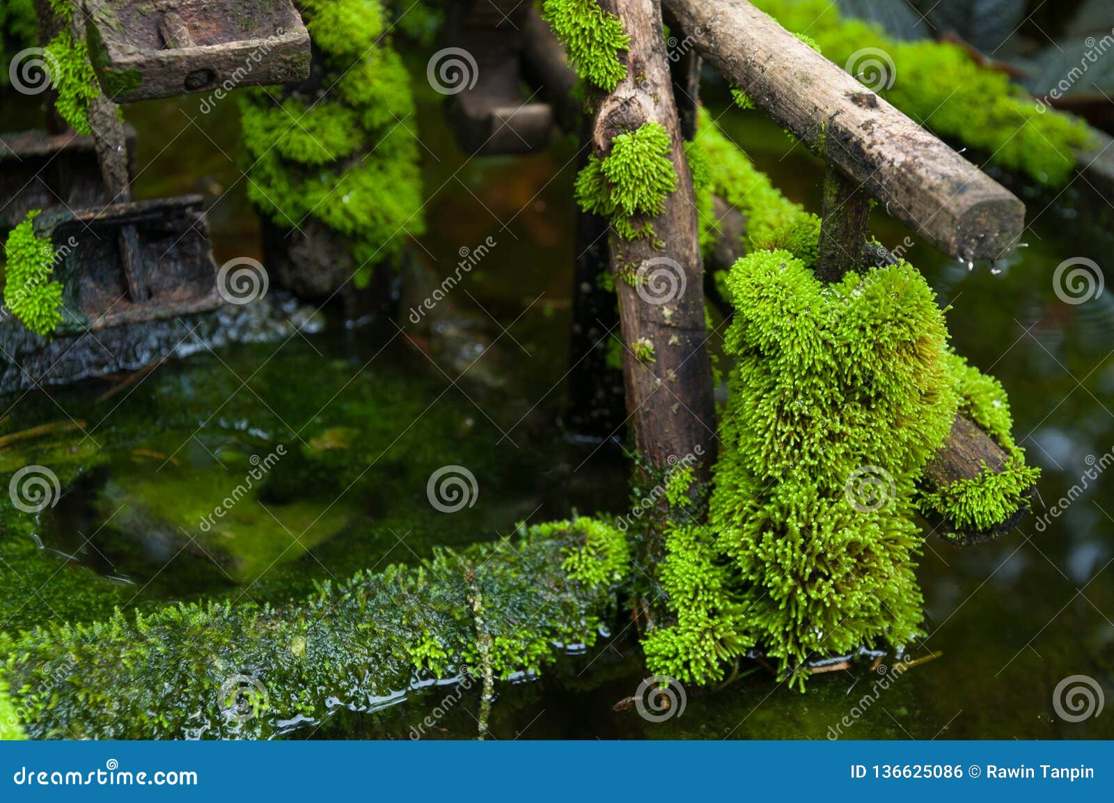 Closed Up Green Moss in Tropical Forest Stock Photo - Image of blur ...