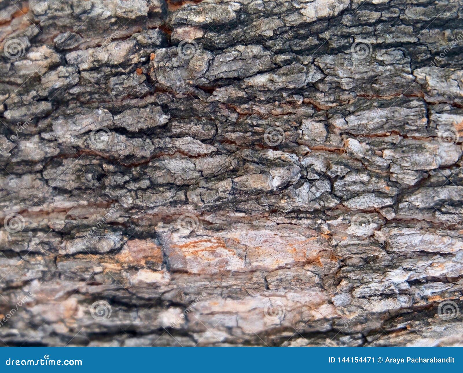 Closed Up of Horizontal Texture of Tree Bark Stock Image - Image of ...