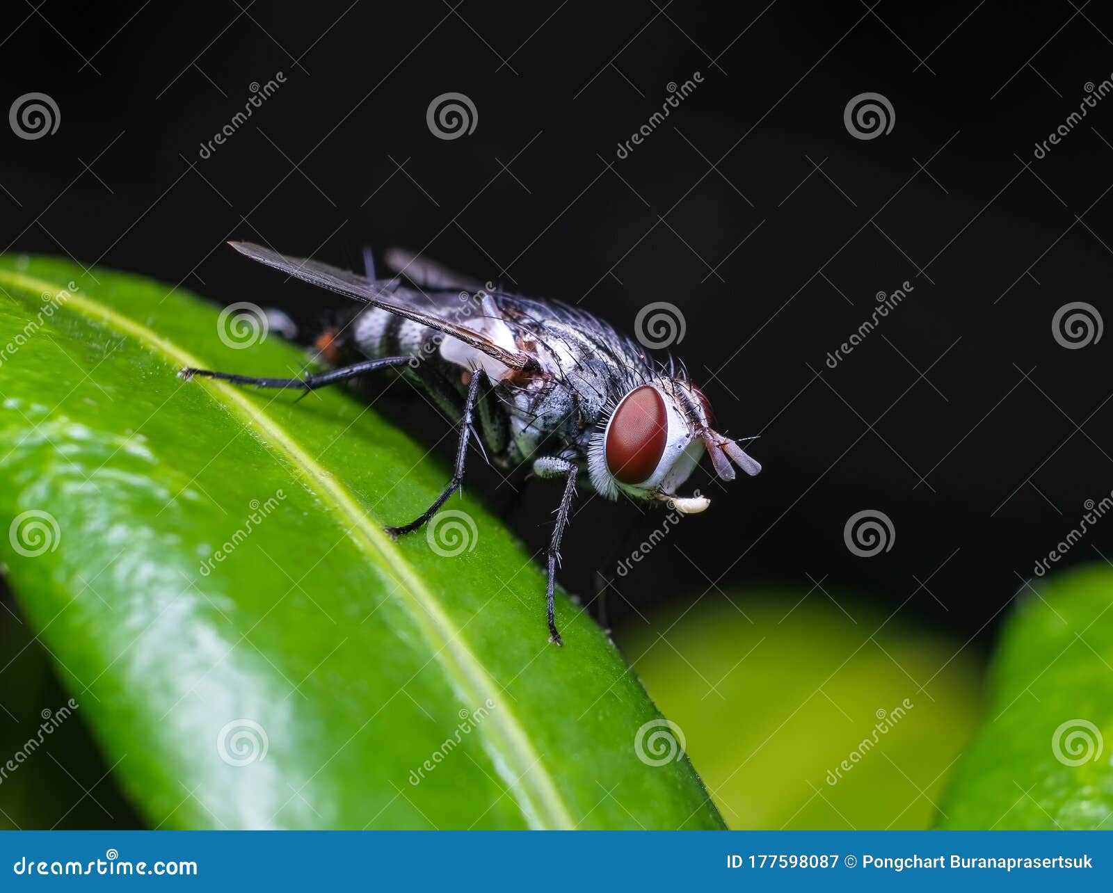 Closed Up Macro ; Extremely Sharp and Detailed of Fly. Focus on Red Eye ...