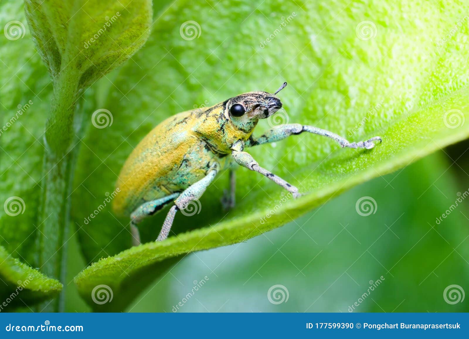 Closed Up Macro ; Extremely Sharp and Detailed of Weevil. Focus on Eye ...