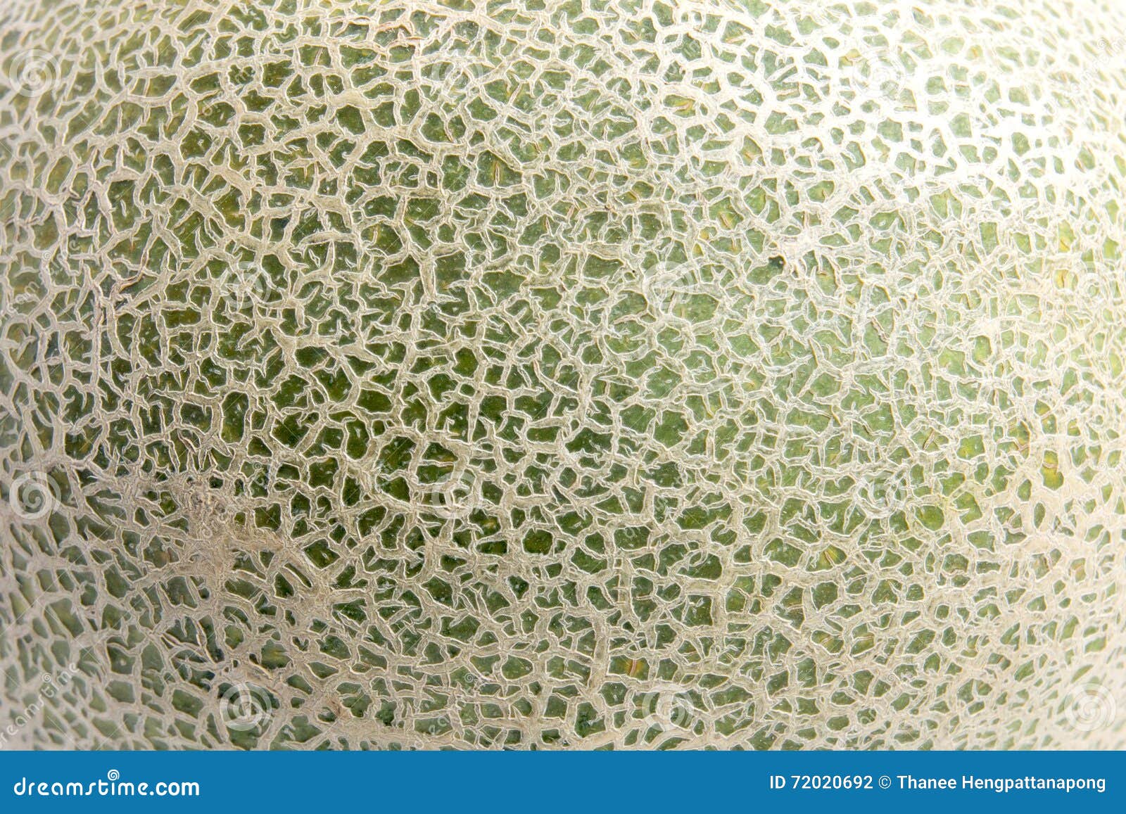 Closed up Melon texture stock photo. Image of line, tropical - 72020692
