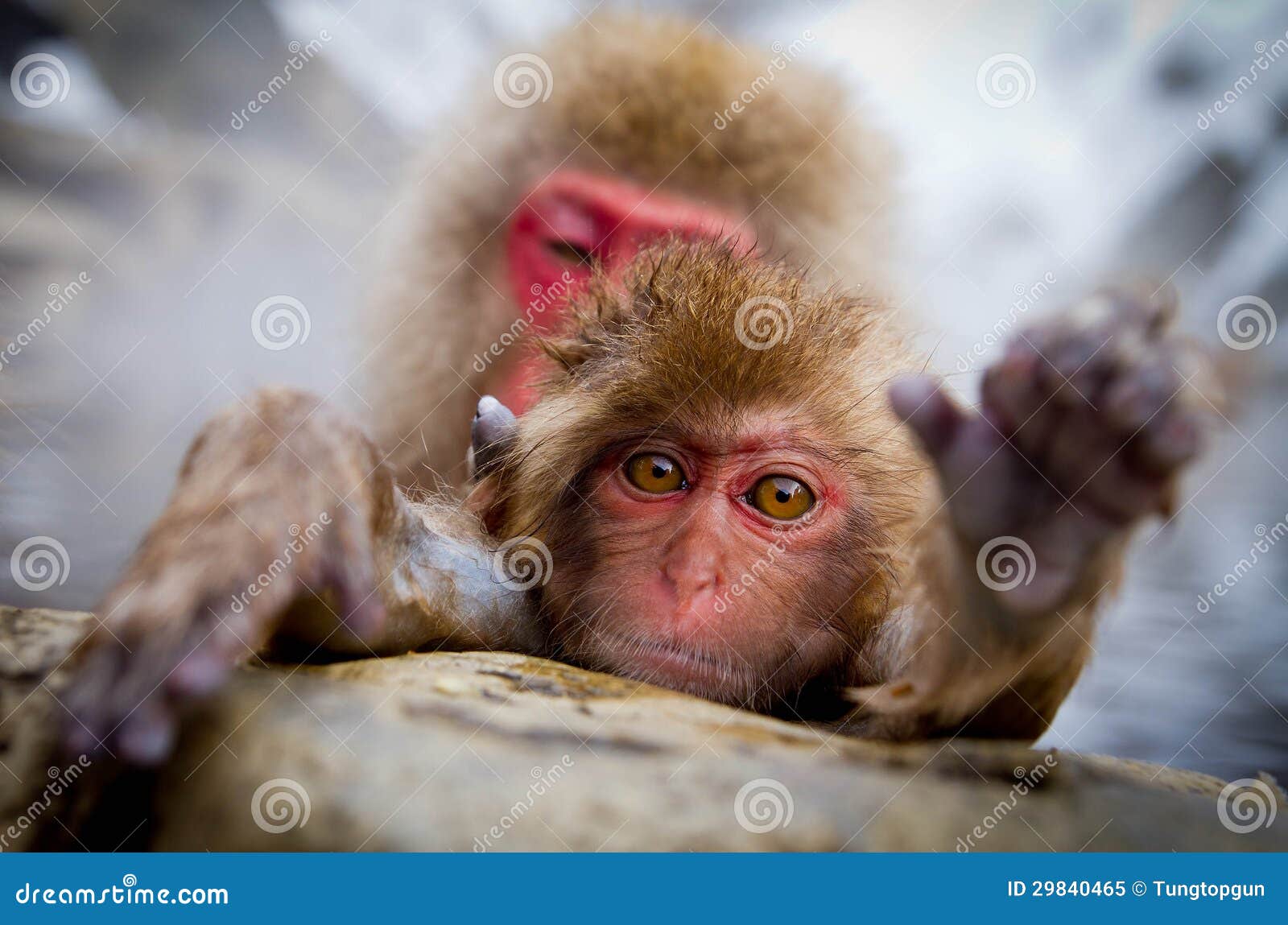 Monkey hot spring stock image. Image of brown, onsen - 29840465