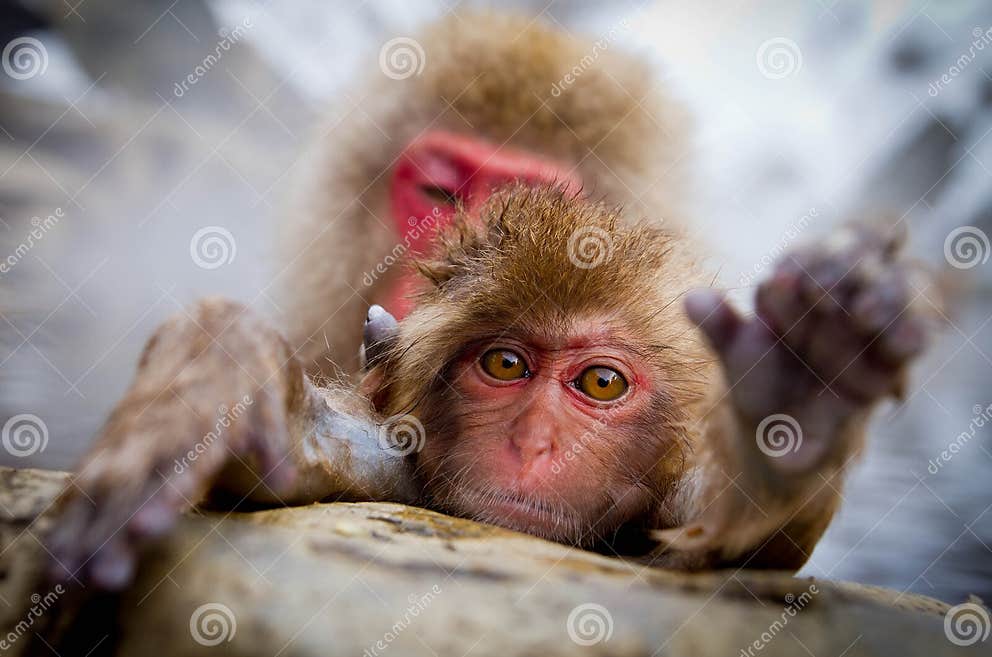 Monkey hot spring stock image. Image of brown, onsen - 29840465