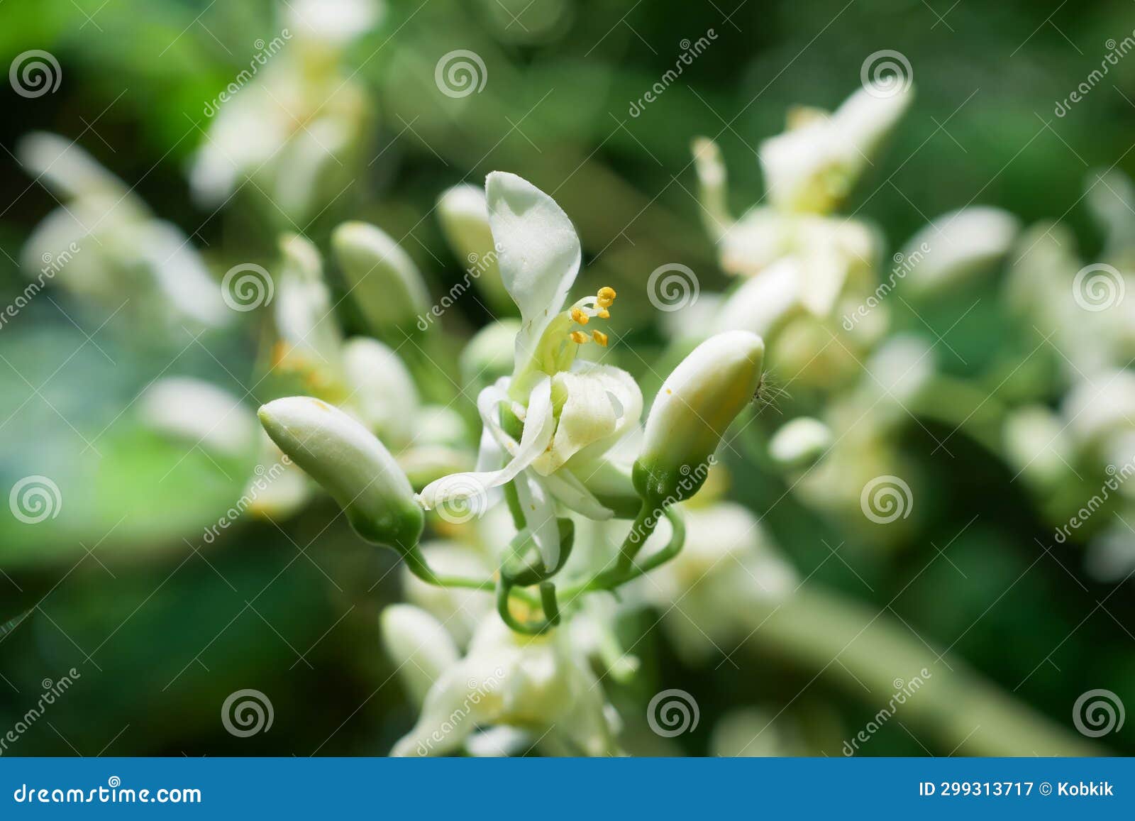 Closed-up Moringa Flowers on Its Tree in Nature Background.Selective ...