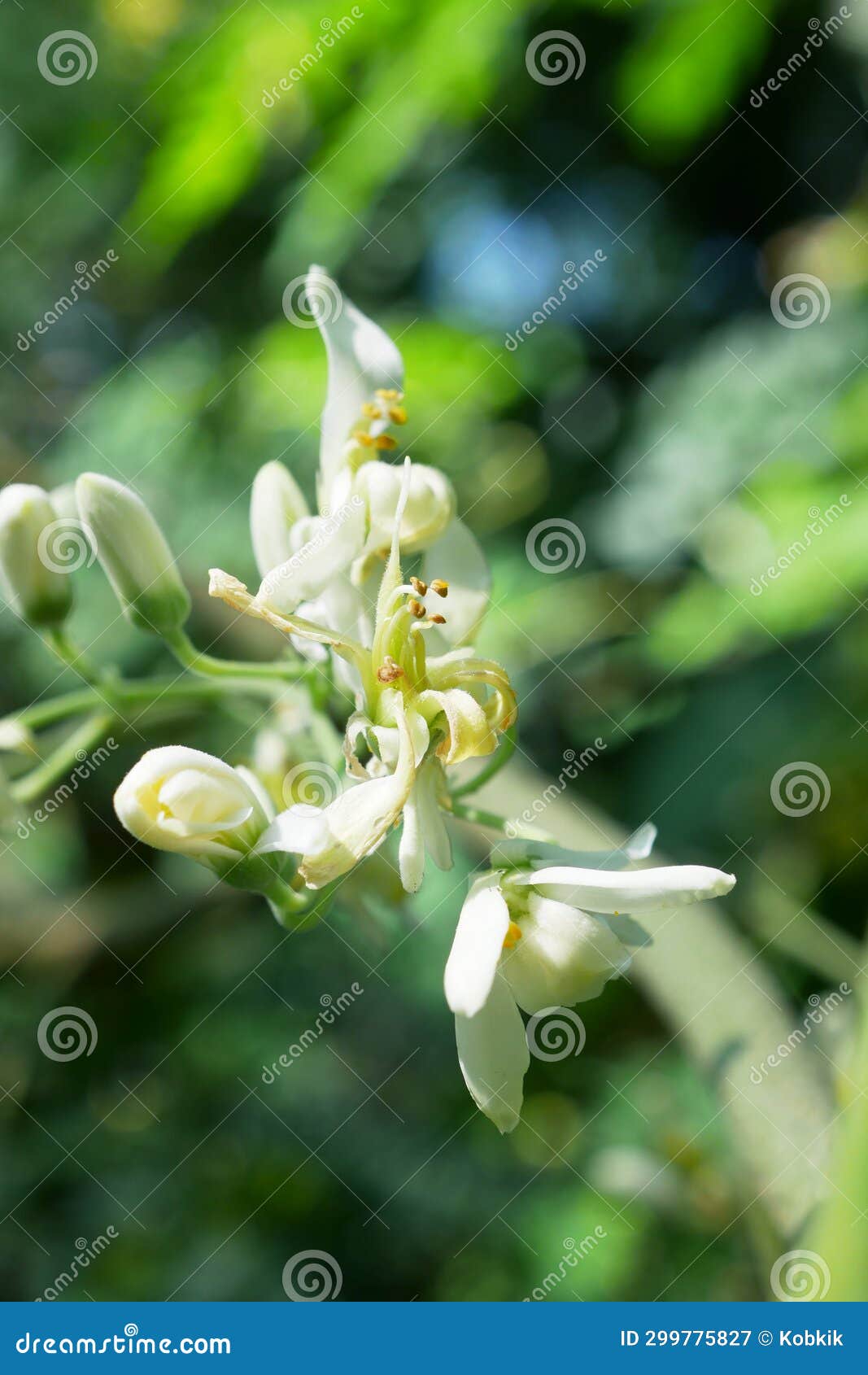 Closed-up Moringa Flowers on Its Tree in Nature Background.Selective ...