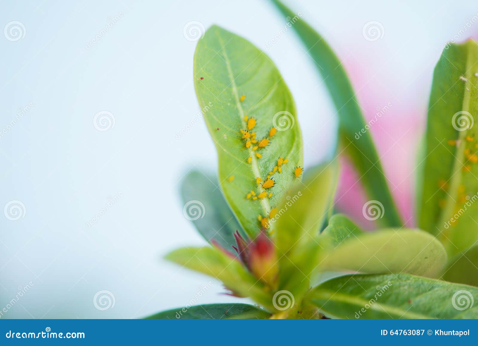 Aphis Nerii Yellow Milkweed Aphid Stock Photo | CartoonDealer.com ...