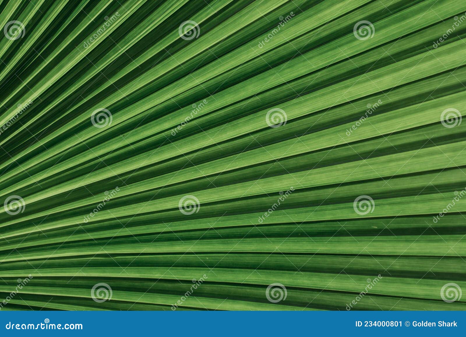 Closed Up of Palm Leave Texture for Background Stock Image - Image of ...