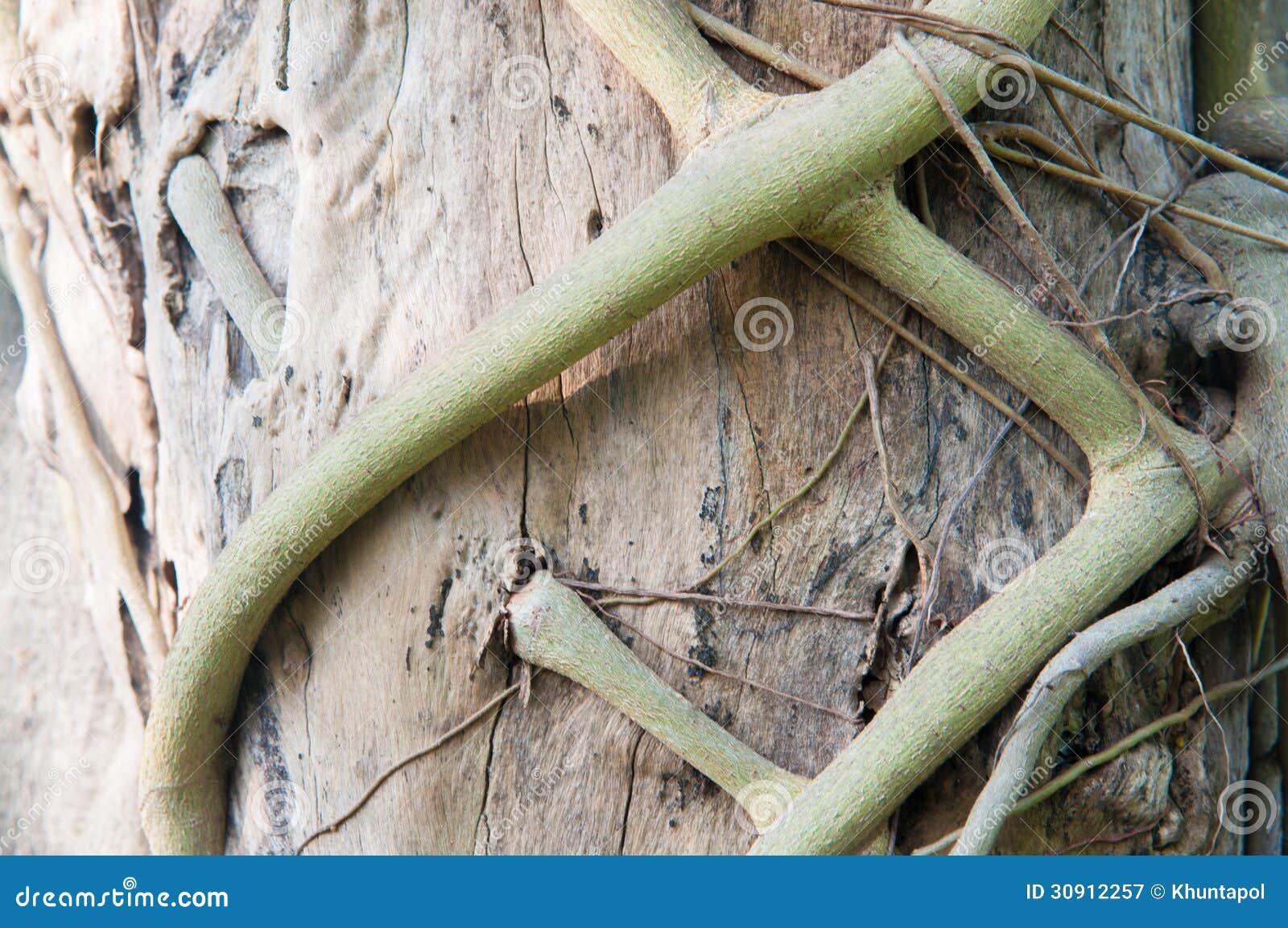 Closed Up Parasite Root Kill Plant of Tree Stock Image - Image of ...