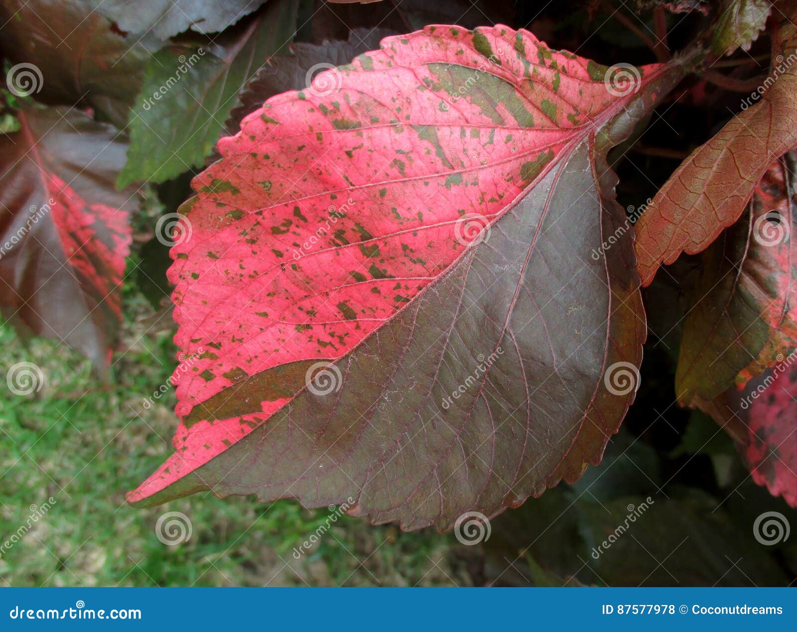 Closed Up Pattern of Red and Brown Two-tone Tropical Plant Leaf Stock ...