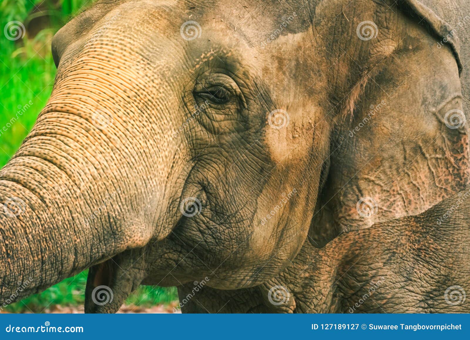 Closed Up Potrait of Elephant. Stock Image - Image of nature, color ...