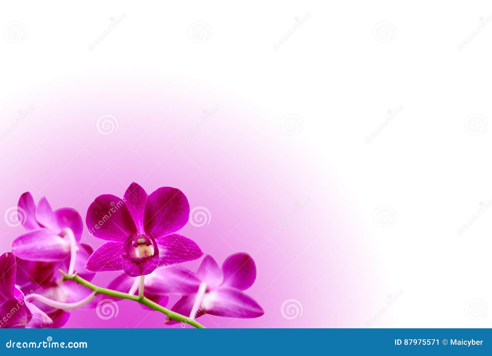 Closed Up Purple Orchid Bunch Flower Frame Stock Image - Image of ...