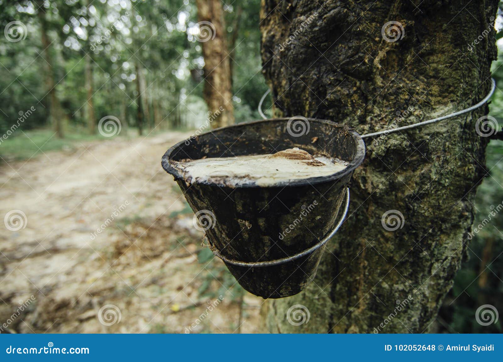 Latex Extracted From Tapped Rubber Tree As A Source Of Natural Rubber ...