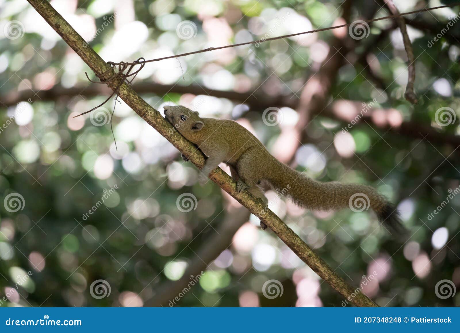 Closed up squirrel stock photo. Image of natural, nature - 207348248
