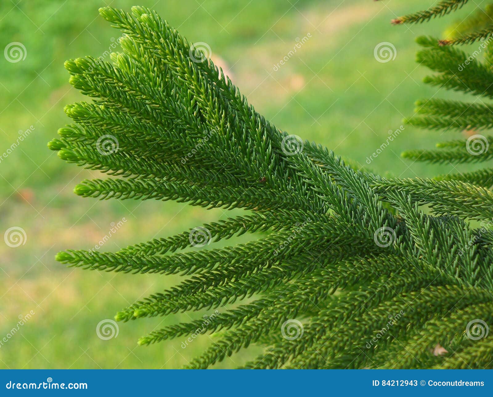 Pine Leaf Texture
