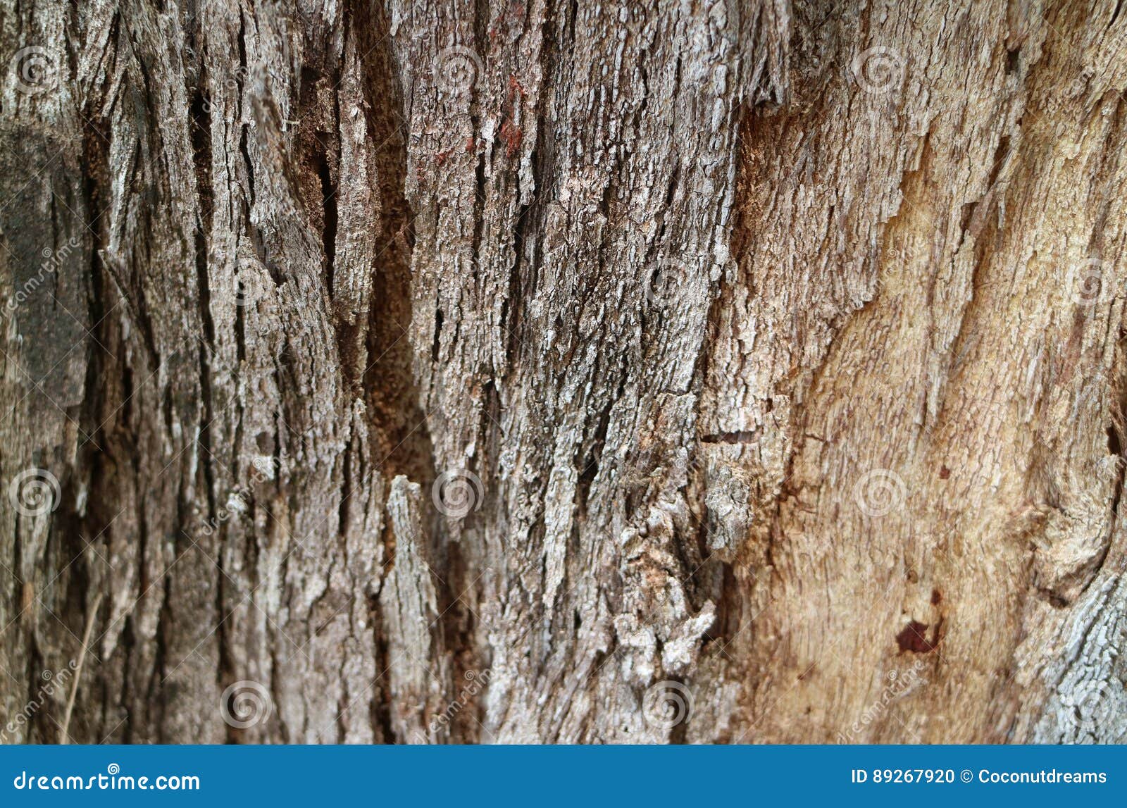 Closed Up Texture of the Rough Tree Trunk Stock Photo - Image of rough ...