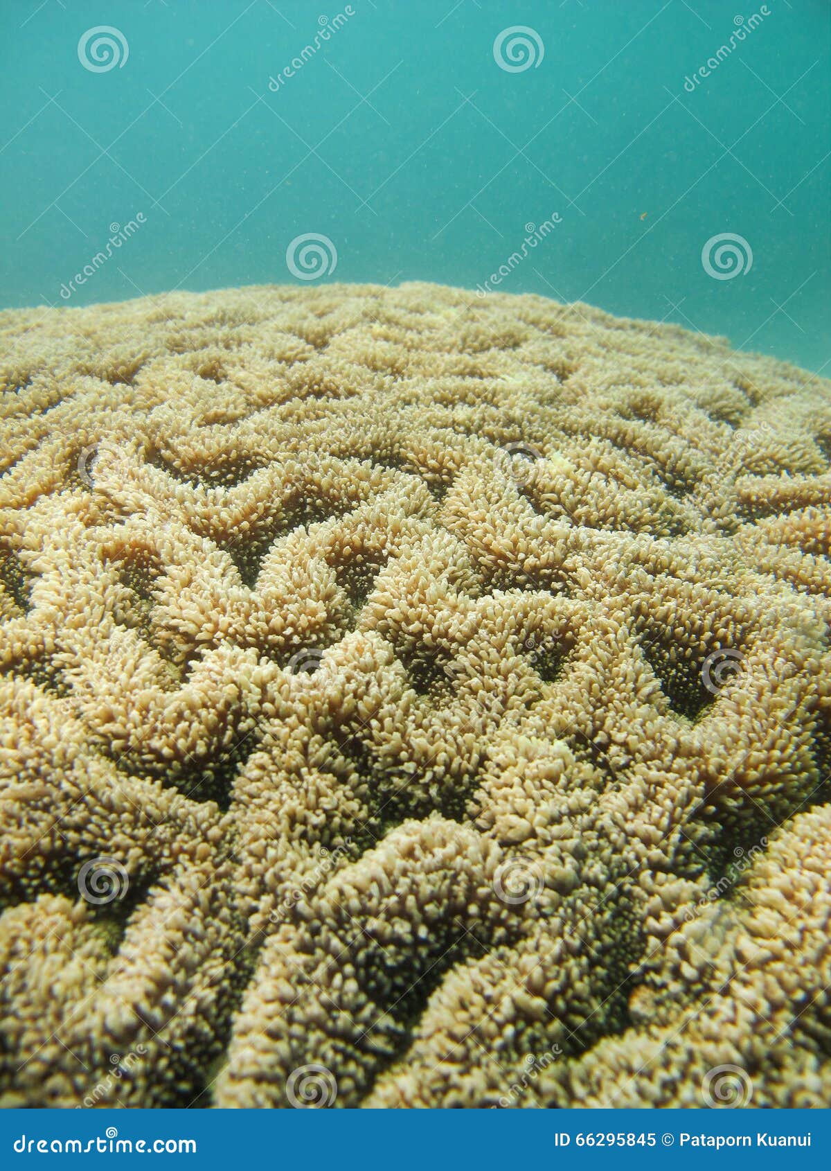 Closed up to polyp coral stock image. Image of beach - 66295845