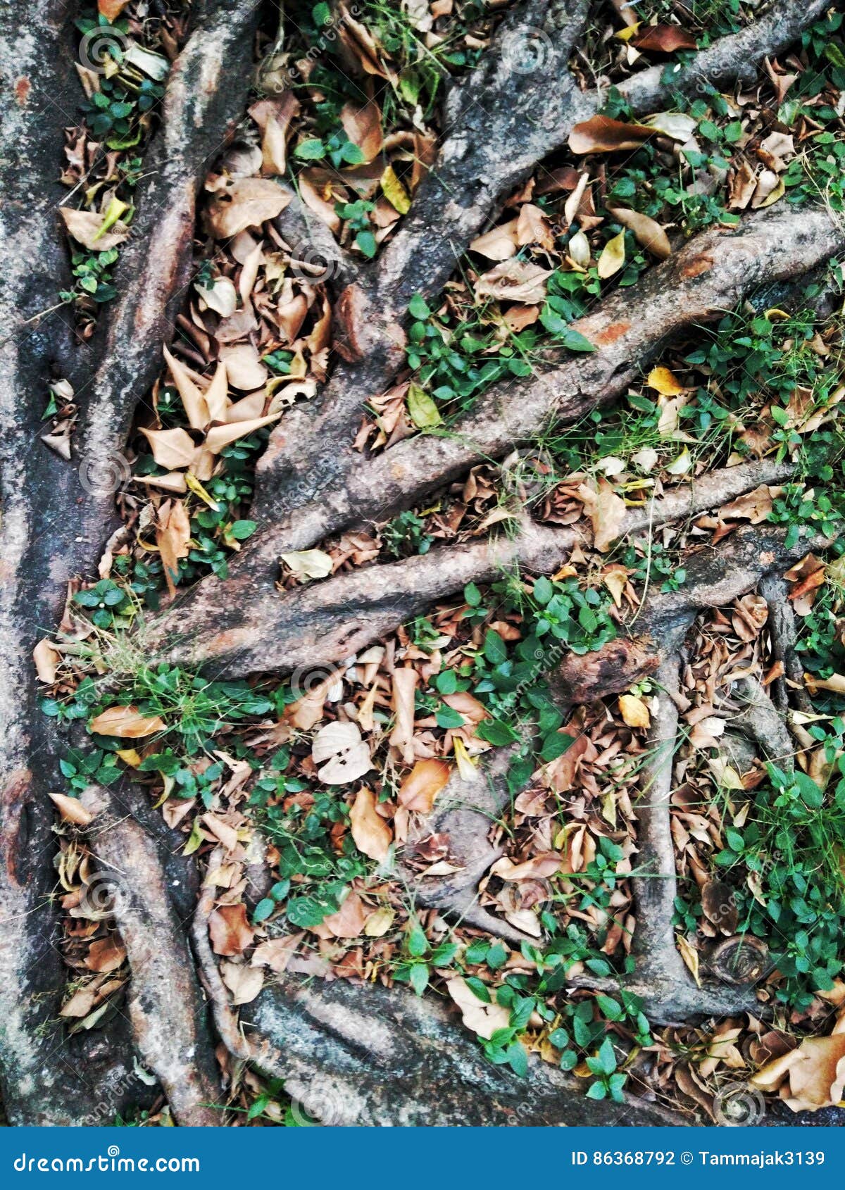 Closed Up Tree Roots with Little Plant Stock Photo - Image of grungy ...