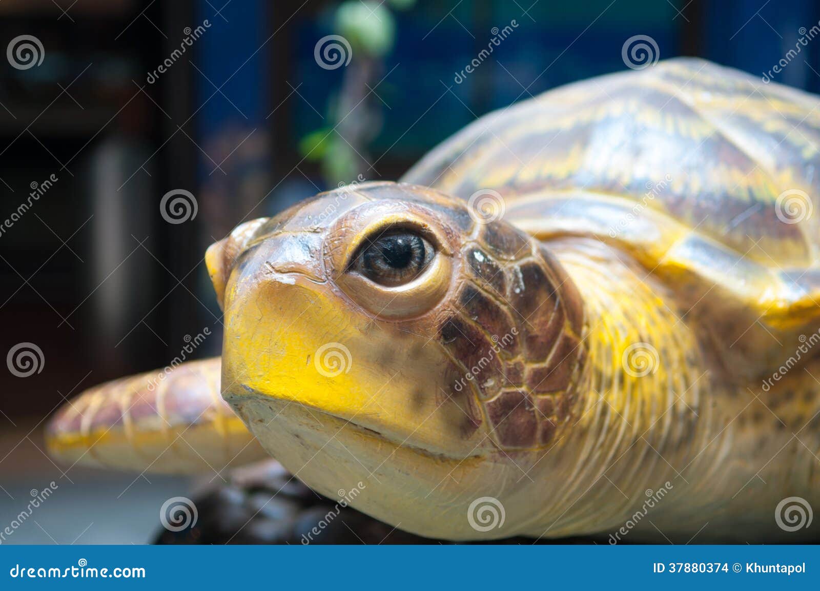 Closed up turtle statue stock photo. Image of ornamental - 37880374