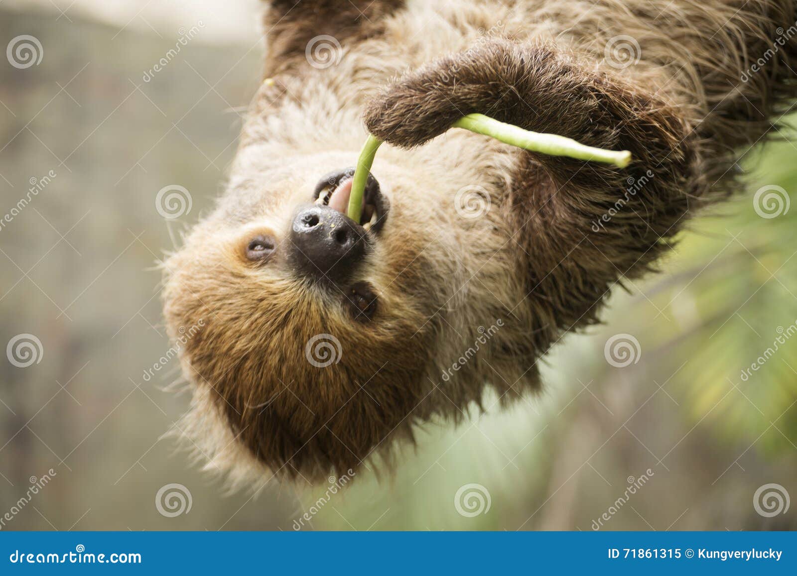 Closed Up Two-toed Sloth Eating Lentils Stock Image - Image of exotic ...