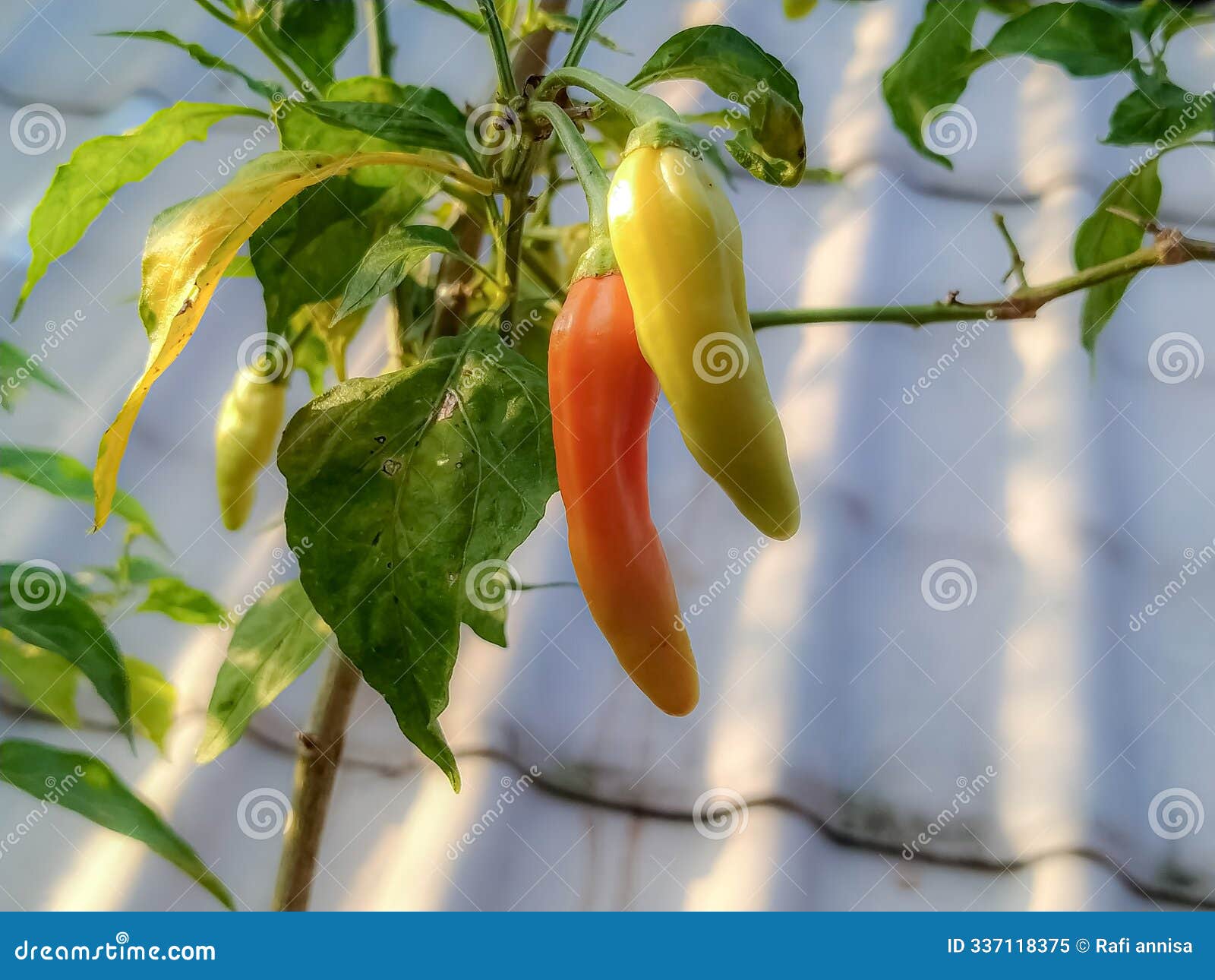 Closed Up View of Chilli Plantation in the Morning Stock Image - Image ...