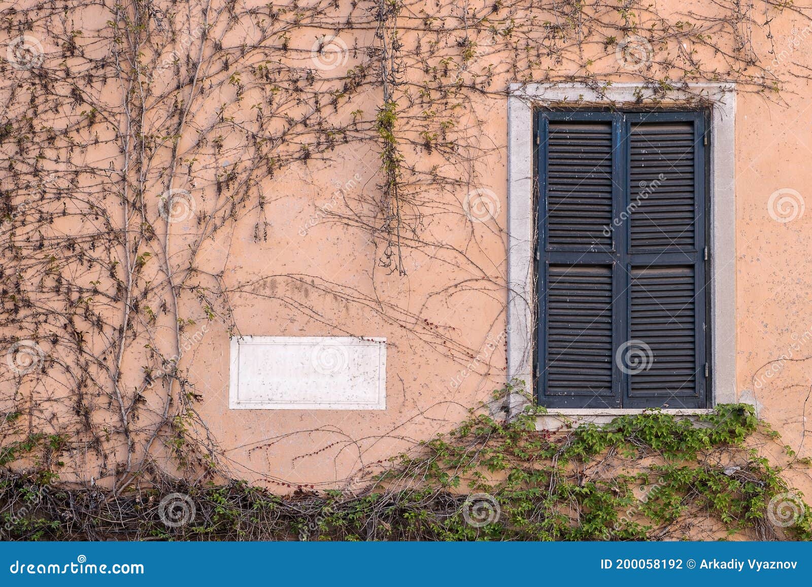A closed window stock photo. Image of natural, creeping - 200058192