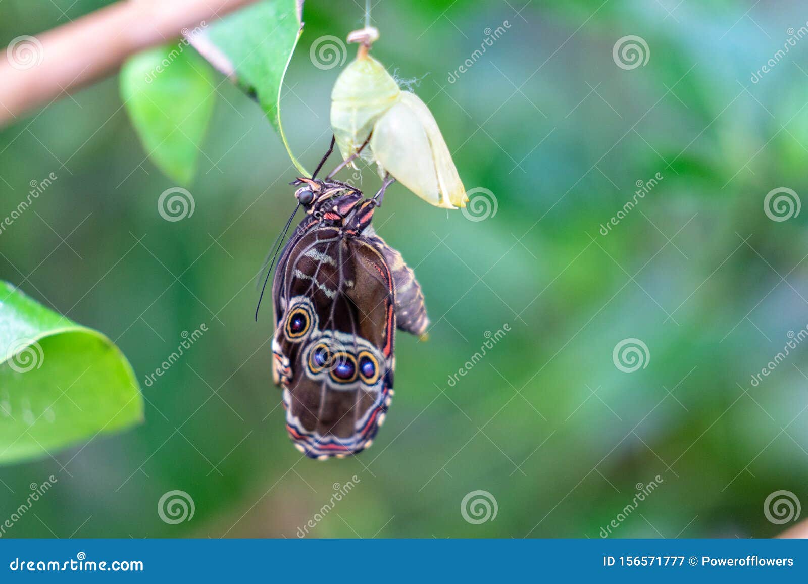 Closed Wing Butterfly Near Cocoons, at Rest Stock Image - Image of ...