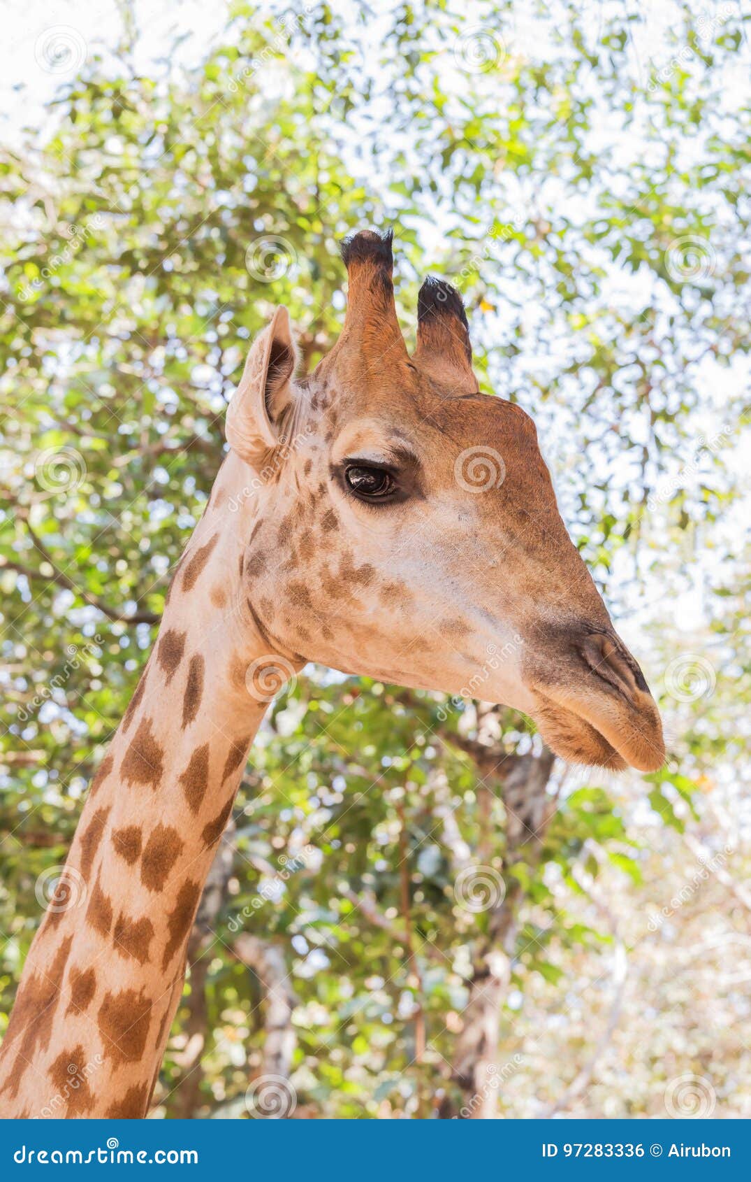 CloseGiraffe Giraffa Camelopardalis in Nature Stock Photo - Image of ...