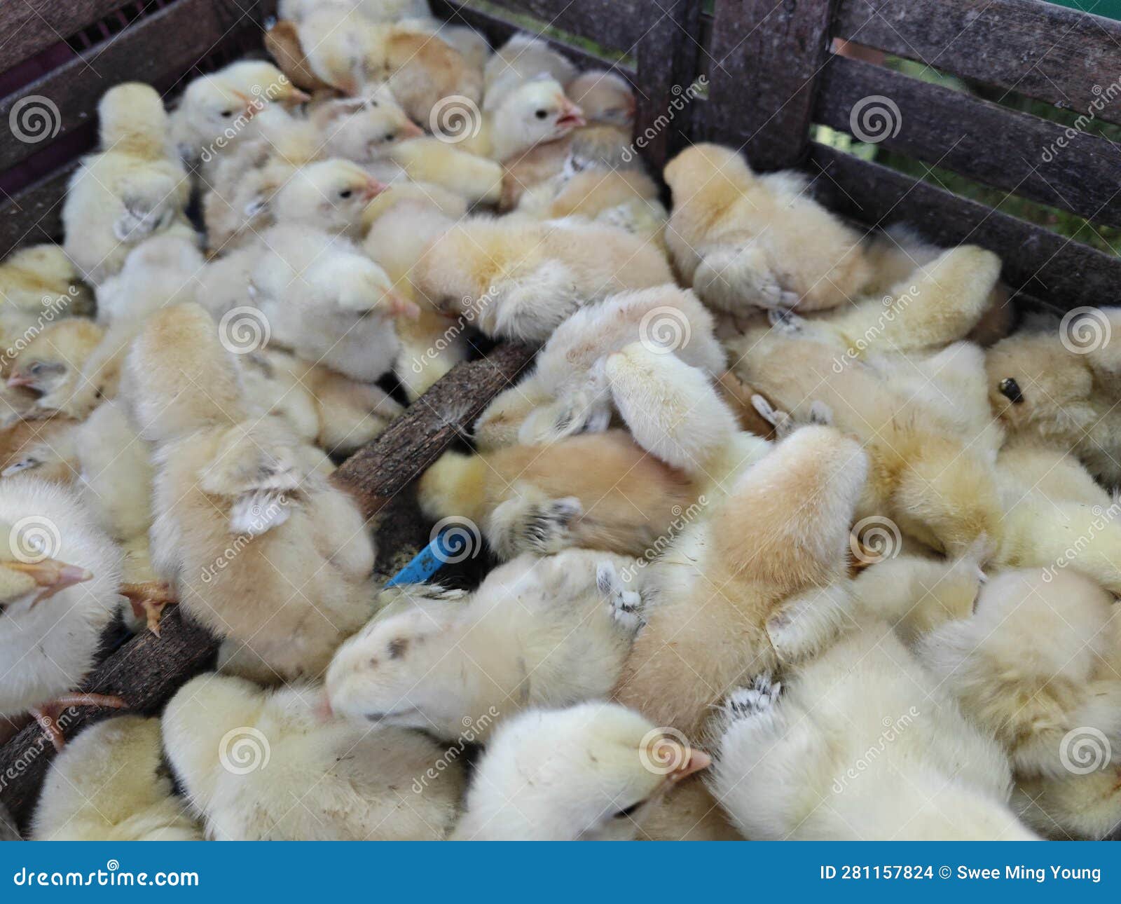 Closely Packed Baby Chicks in the Crowded Container. Stock Photo ...