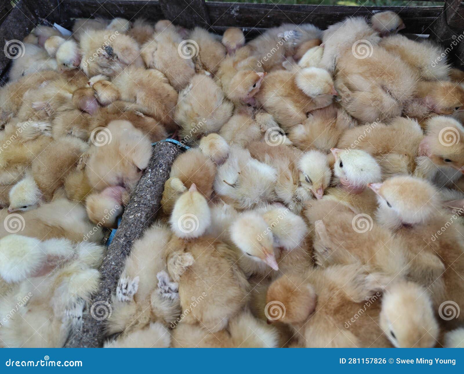 Closely Packed Baby Chicks in the Crowded Container. Stock Photo ...