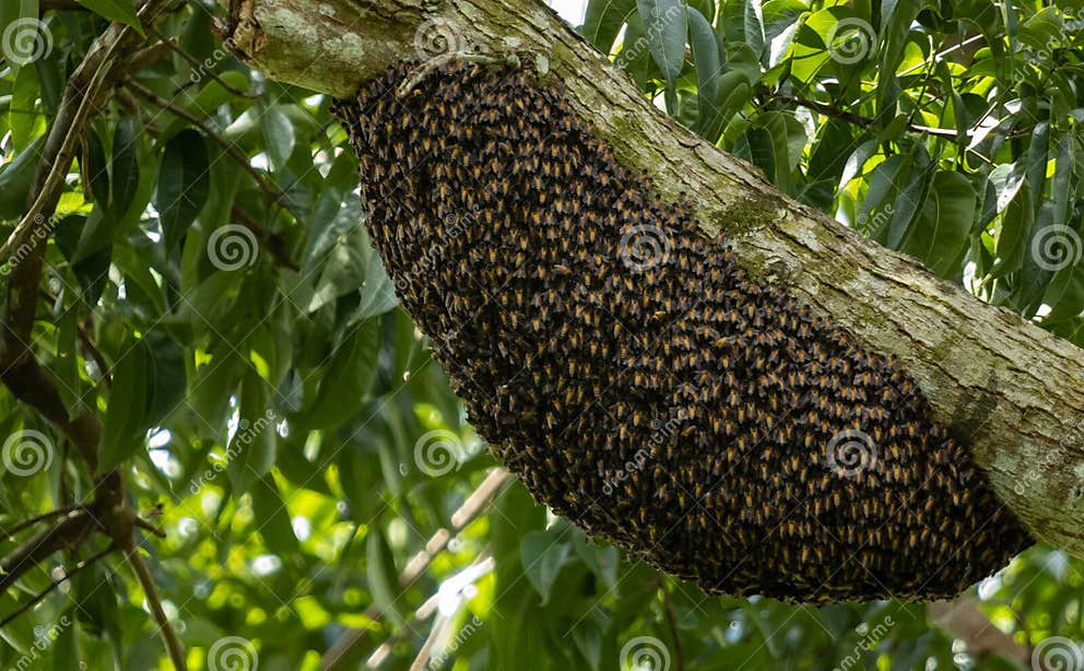 Closep of a Beehive on a Tree Branch in a Garden Stock Image - Image of ...