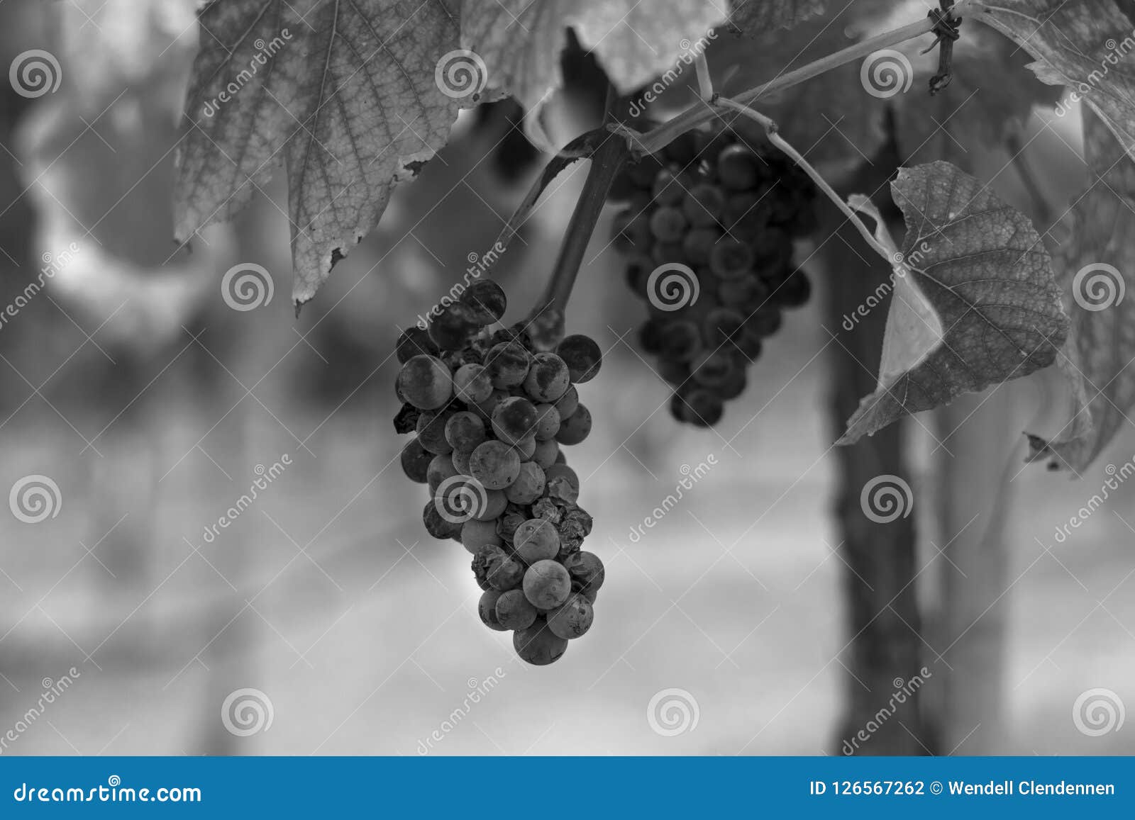 Closep Blanco Y Negro De Uvas En Vid Foto de archivo - Imagen de fruta ...
