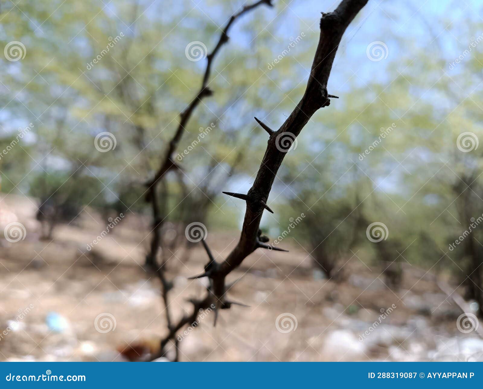 Closep Looking of Devil Plant Stock Image - Image of jbacak, blackish ...