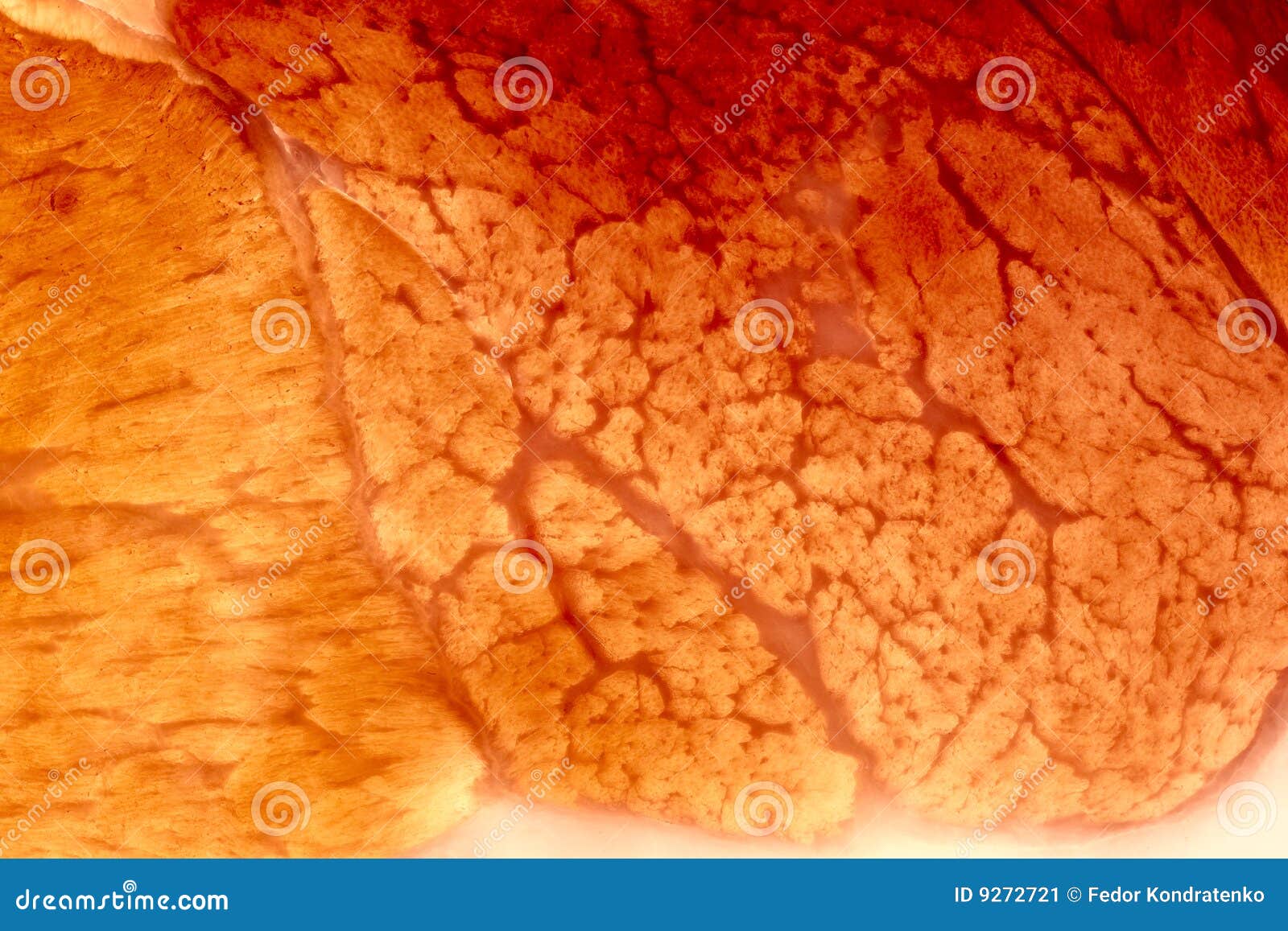 Closeup of Muscle Tissue, XXL Stock Image - Image of bacon, micro: 9272721