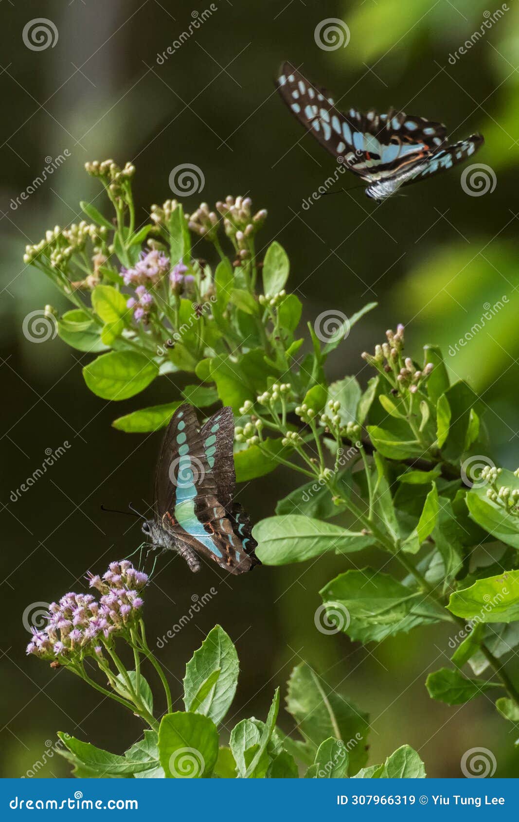 Closeup View of Butterfly Collecting Nectar on Flower Stock Image ...