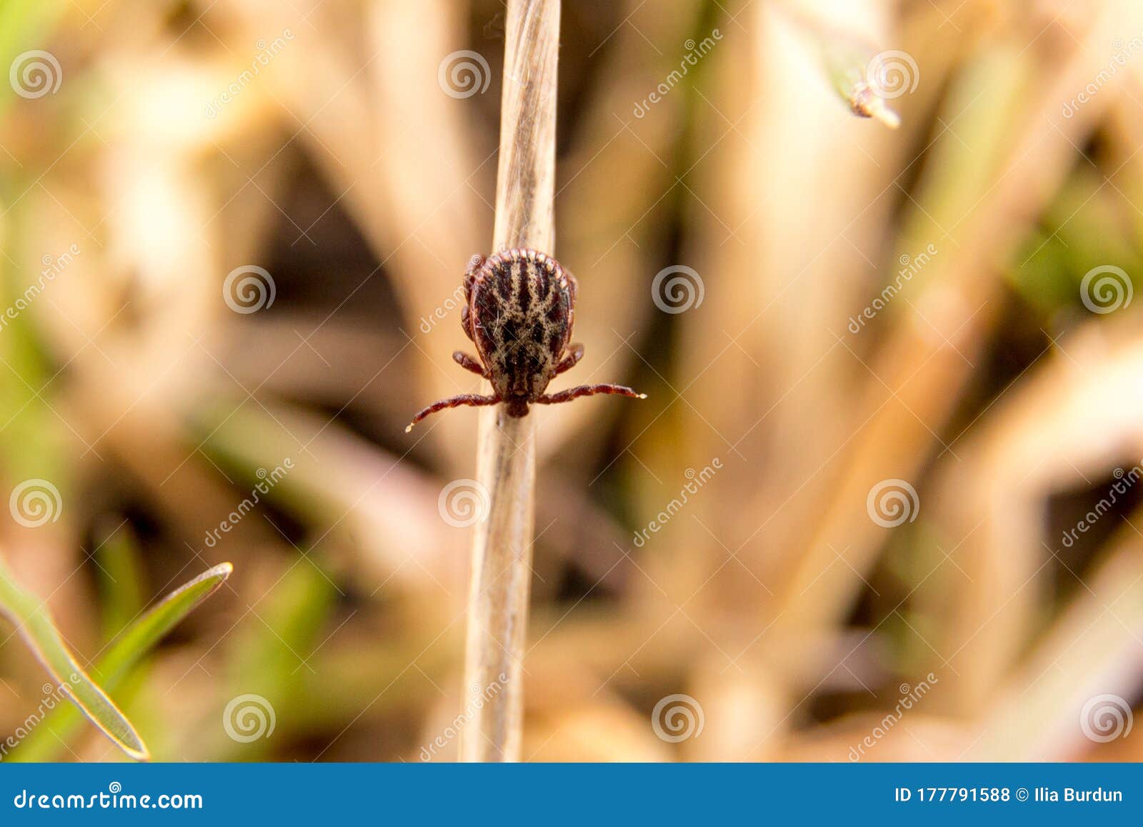 CLosep View of Tick in the Forest Near Grass. Stock Photo - Image of ...