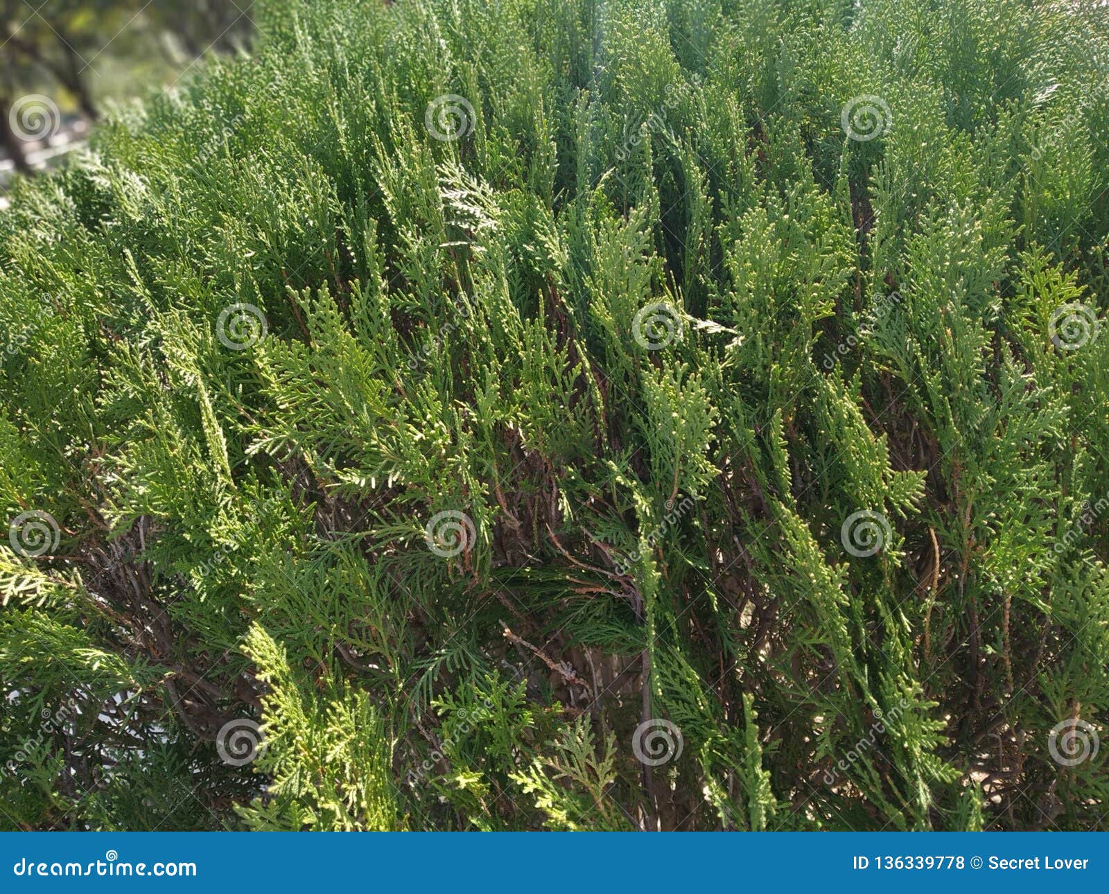 Vidya Tree Stock Photos - Free & Royalty-Free Stock Photos from Dreamstime