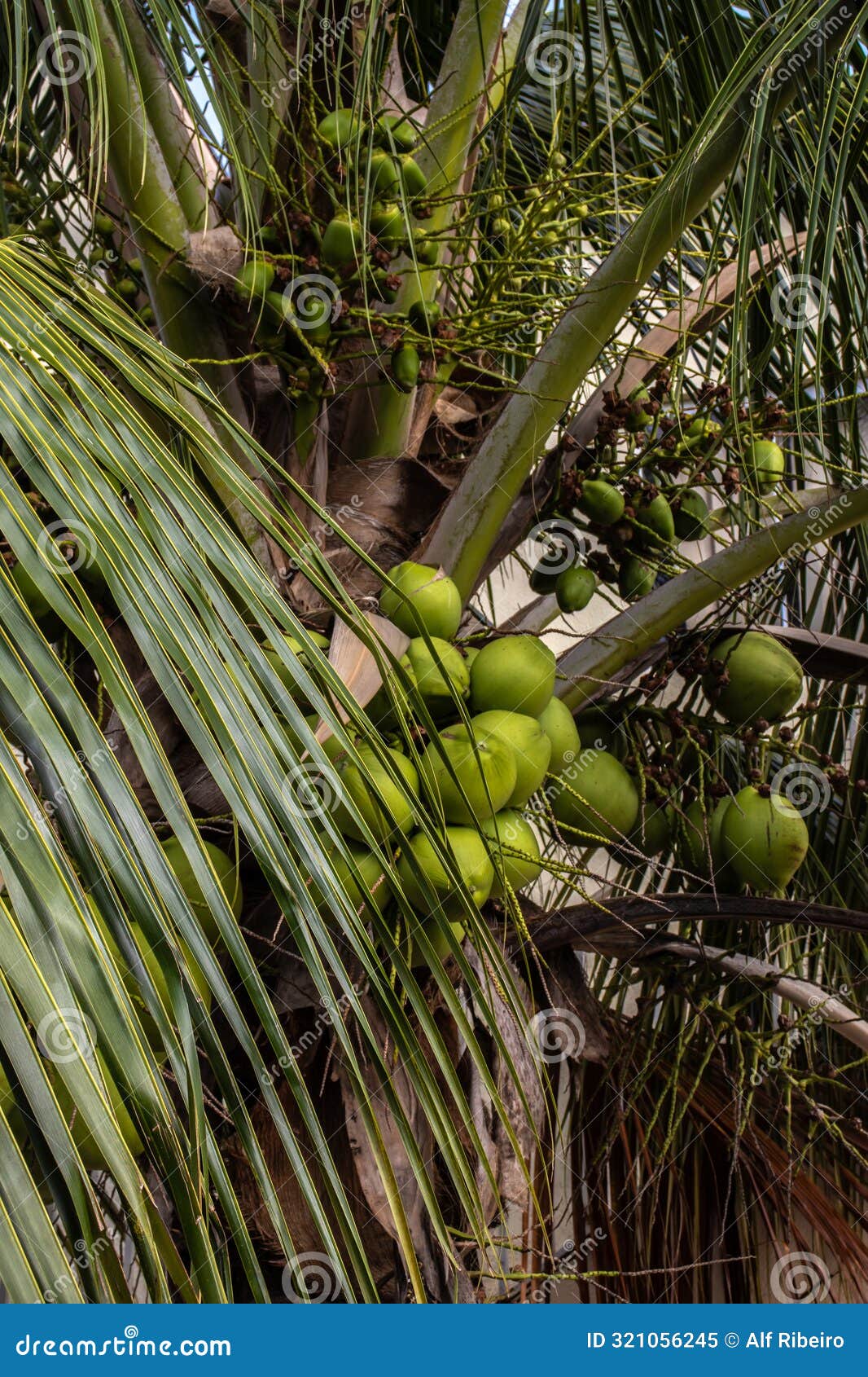 Closer Coconut Cluster on Tree. Coconut Cluster on Coconut Tree Stock ...