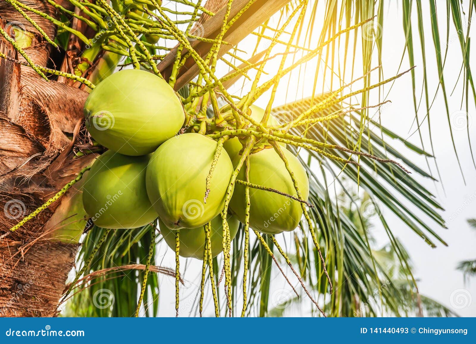Closer Fresh Coconut Cluster on the Tree Stock Image - Image of flora ...